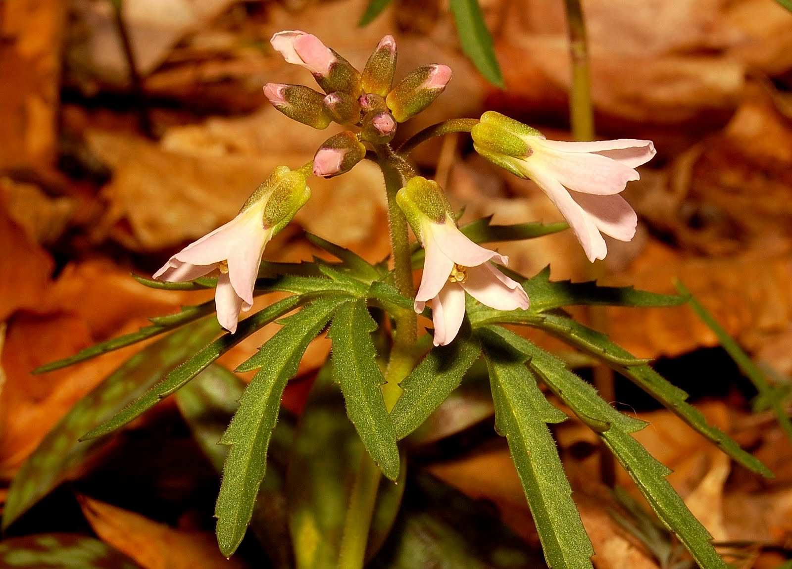 Get Your Botany On!: Toothwort, Dentaria laciniata
