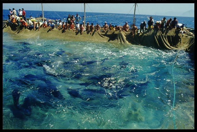 Yardy Yardy Yardy: “La Mattanza” - Traditional Tuna Massacre