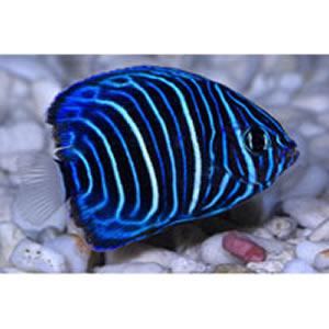 salt water aquarium fish: Bluering angelfish (Pomacanthus annularis)