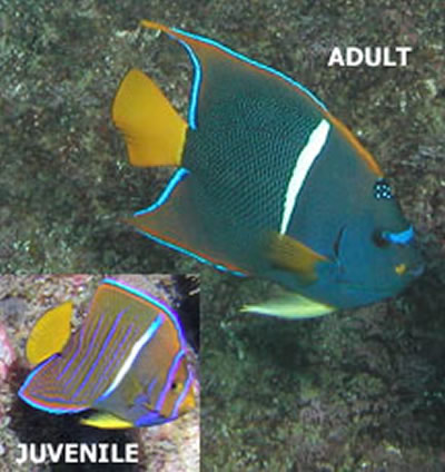 salt water aquarium fish: King Angelfish (Holacanthus passer)