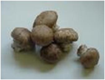 Cendawan Palong Enterprise: Jenis-Jenis Cendawan