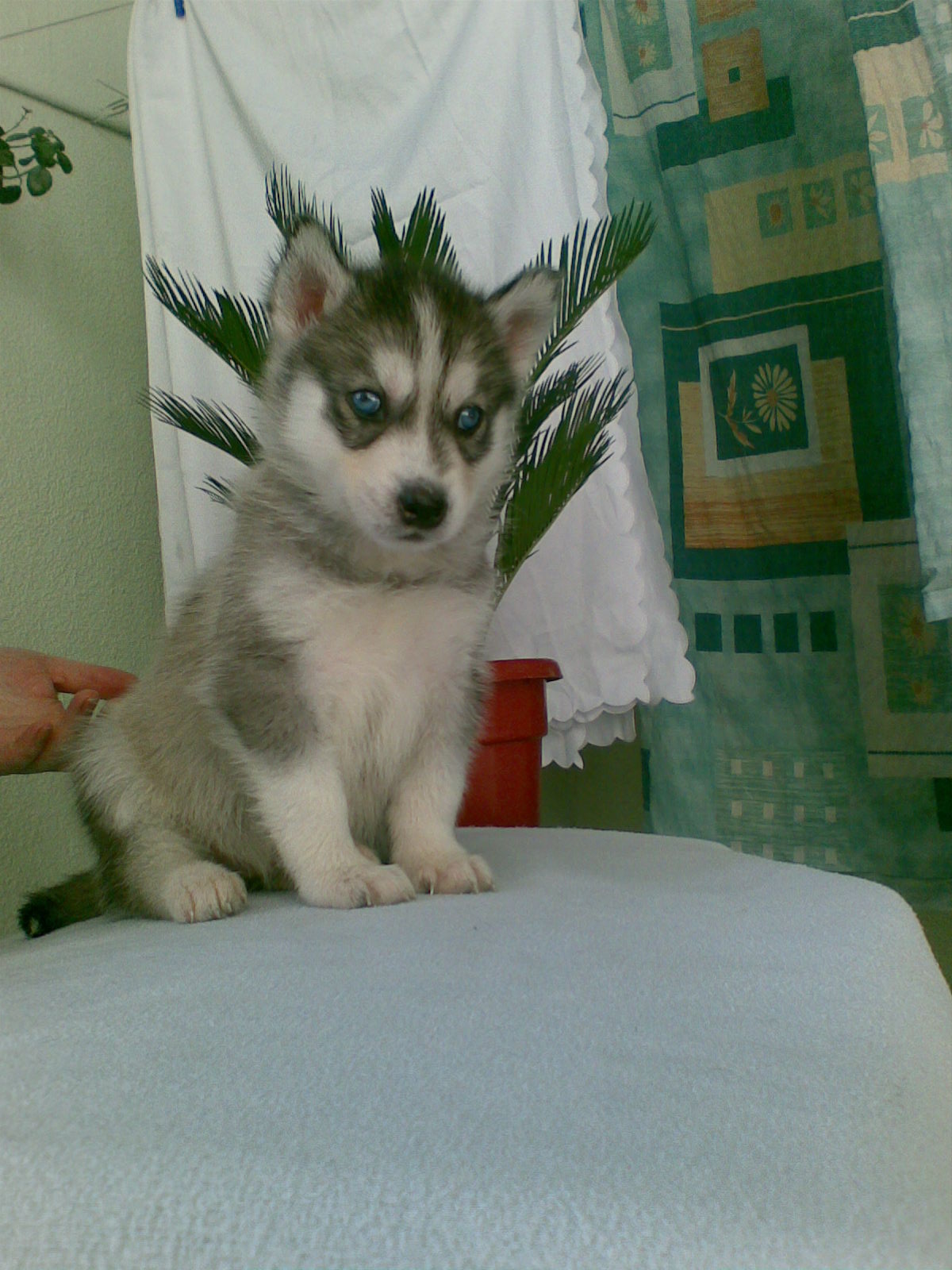 Blue eyes husky: pui husky siberian (linie rusia)