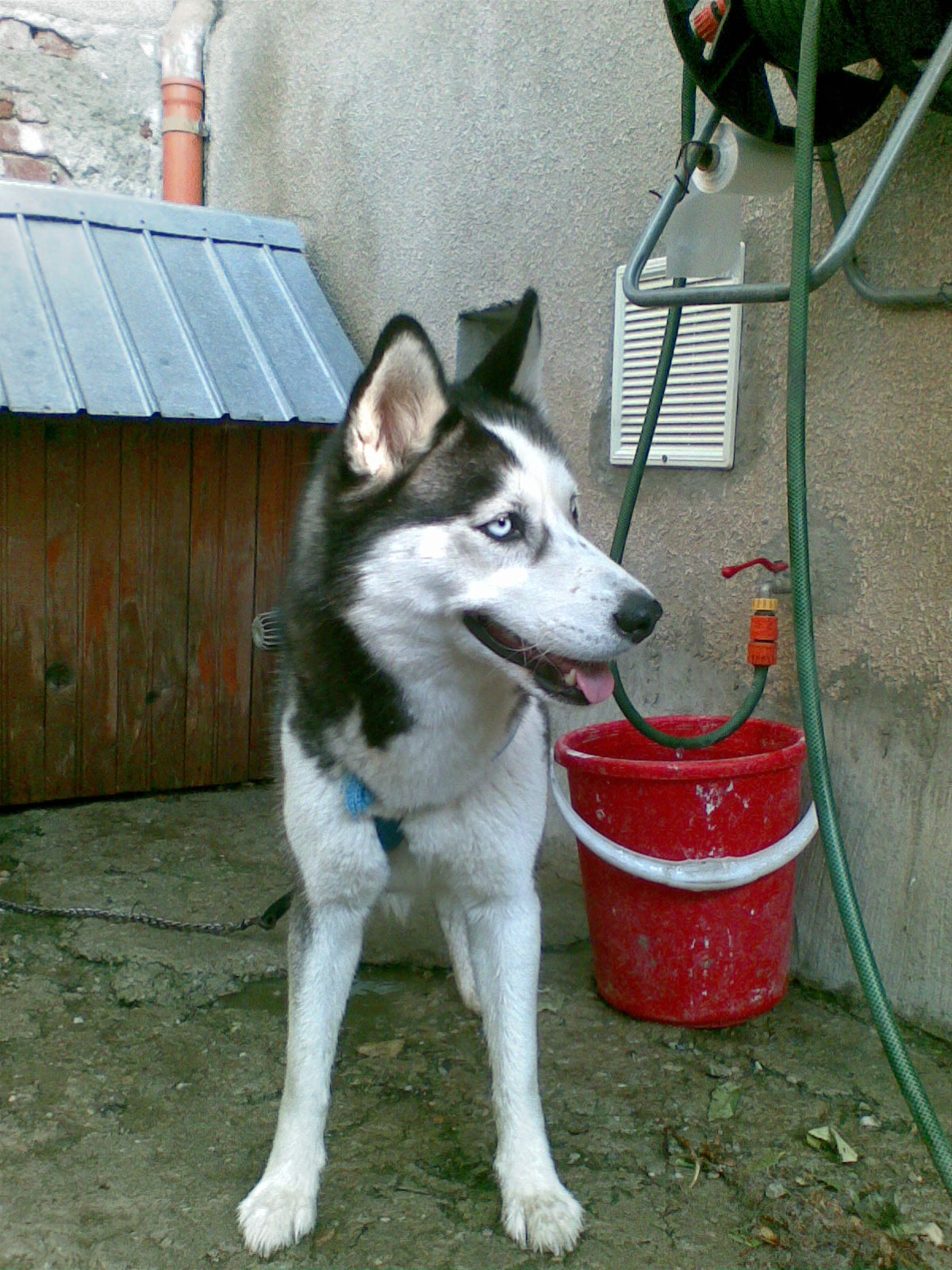 Blue eyes husky: sara varianta negru cu alb