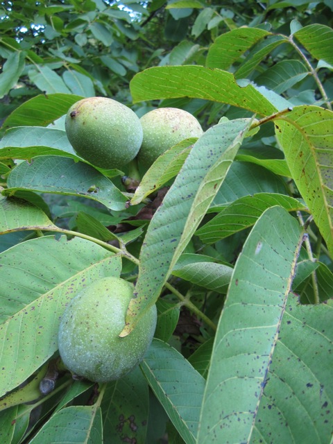 Temple of Leaves: Fresh Walnuts