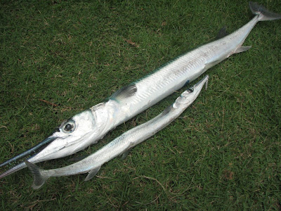 LKY Fish: Todak caught