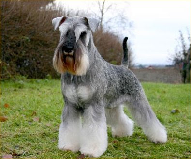Standard Schnauzer ~ Medium Dog Breeds