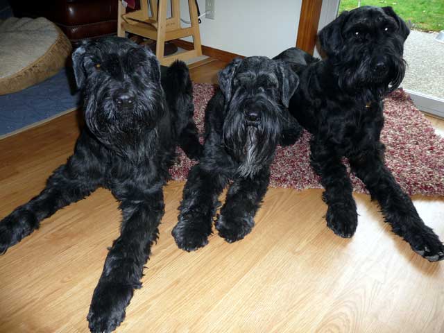 Standard Schnauzer ~ Medium Dog Breeds