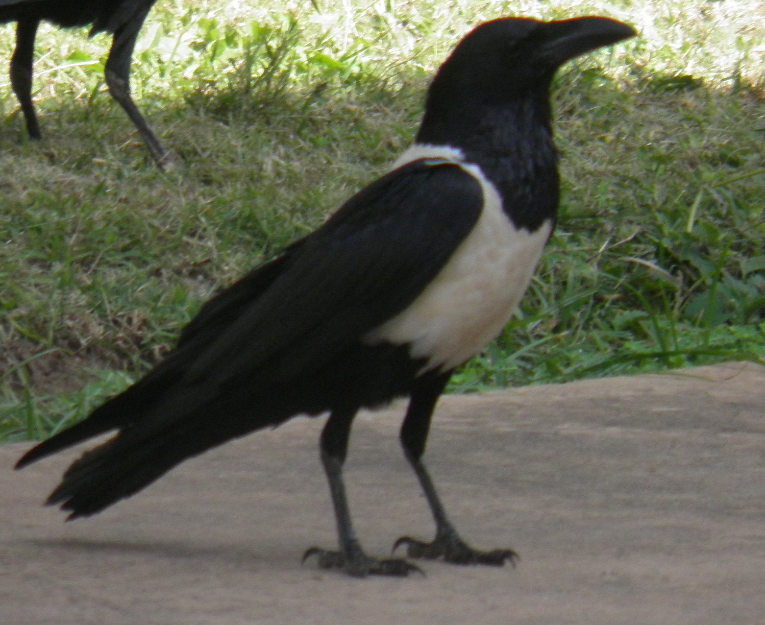 Lieve beesten: Witte kraaien, zwarte kraaien