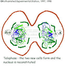 Biologia Celular: Telofase