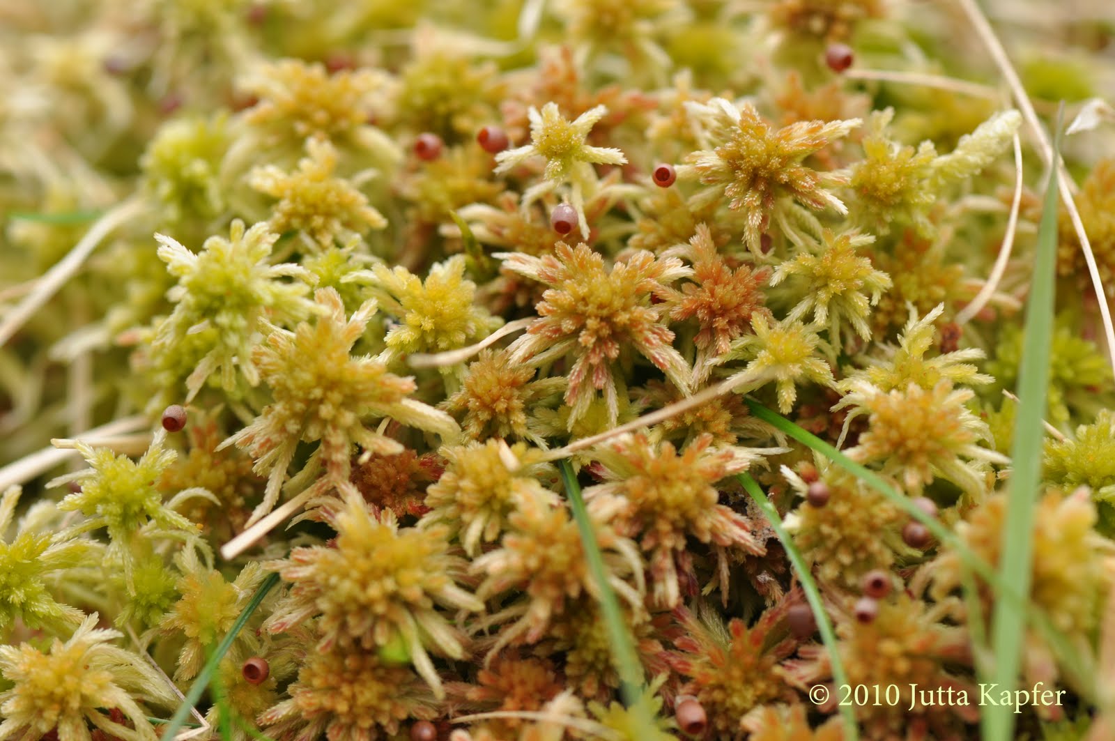 Bryophytes of Central and Northern Europe: Sphagnum quinquefarium