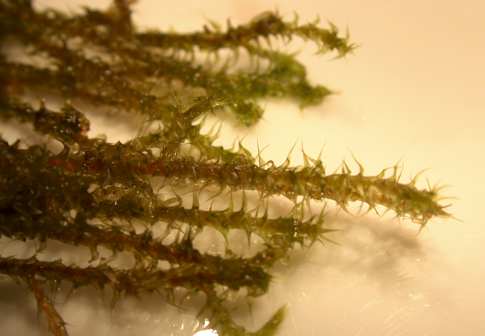 Bryophytes of Central and Northern Europe: Rhytidiadelphus squarrosus