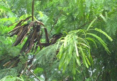 a miracle of Ipil ipil tree and other unique trees: Ipil ipil ree