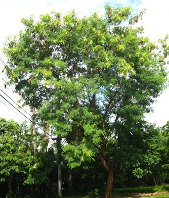 a miracle of Ipil ipil tree and other unique trees: Ipil ipil ree