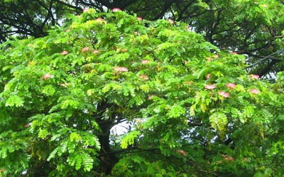 a miracle of Ipil ipil tree and other unique trees: Akasya