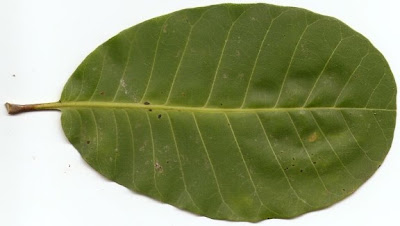 a miracle of Ipil ipil tree and other unique trees: Kasoy, Cashew nut tree