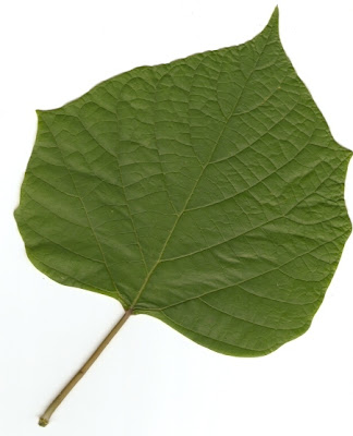 a miracle of Ipil ipil tree and other unique trees: Gmelina, Melina, Yemane