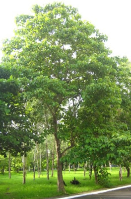 a miracle of Ipil ipil tree and other unique trees: Gmelina, Melina, Yemane