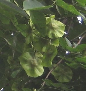 a miracle of Ipil ipil tree and other unique trees: Narra