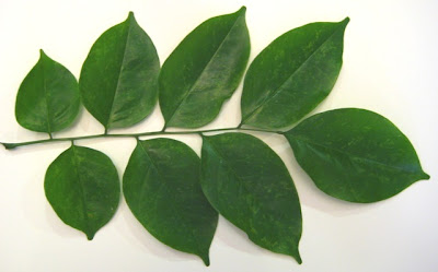 a miracle of Ipil ipil tree and other unique trees: Narra