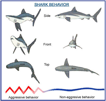 The Best Shark Dive in the World!: Shark-Human Interactions – Aggression?
