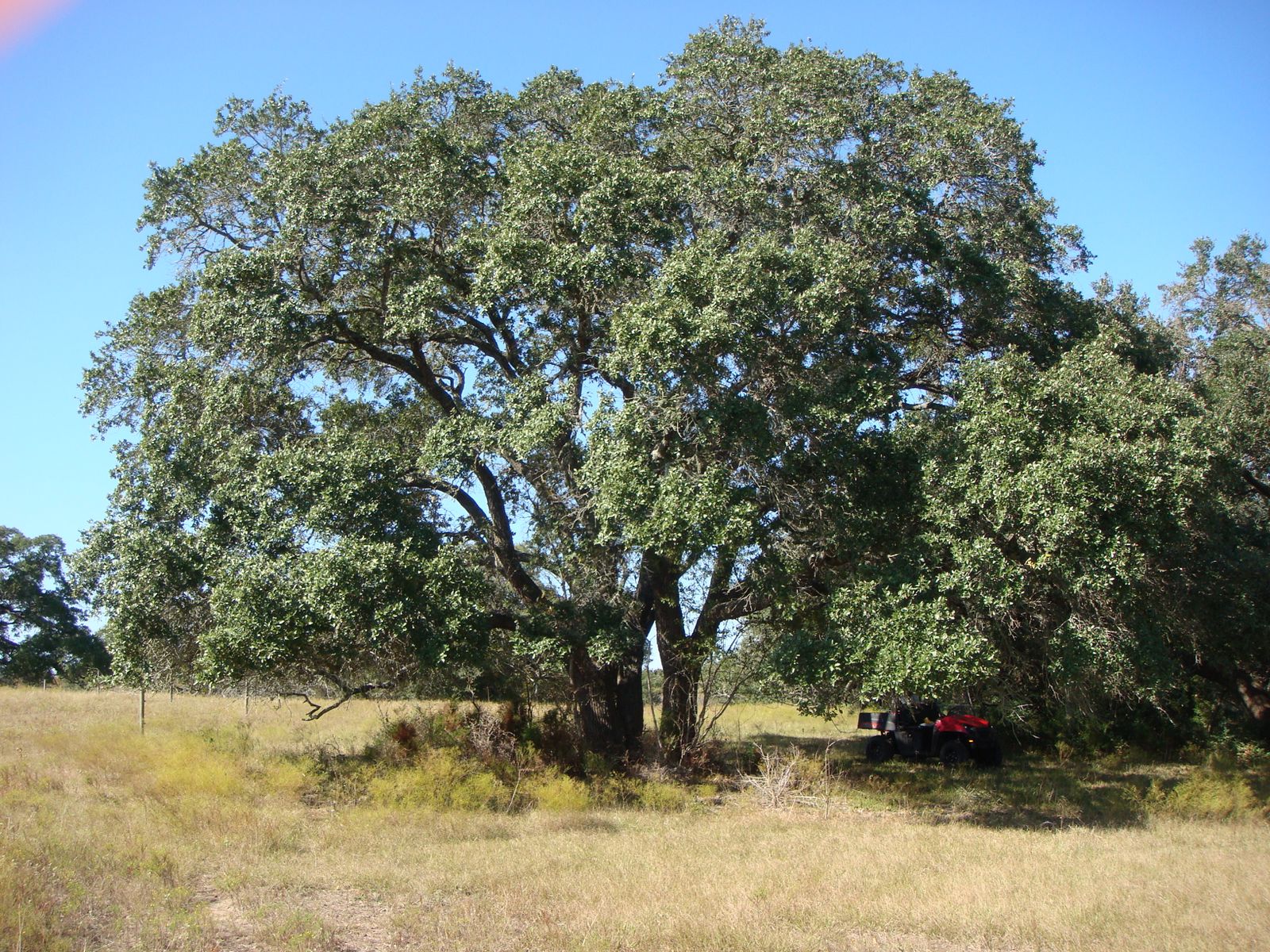 Speaking From The Ranch: Mighty Live Oak Trees