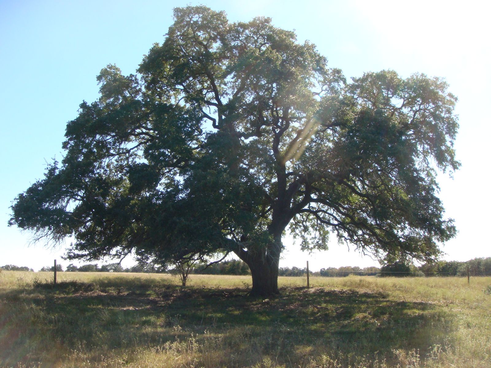 Speaking From The Ranch: Mighty Live Oak Trees