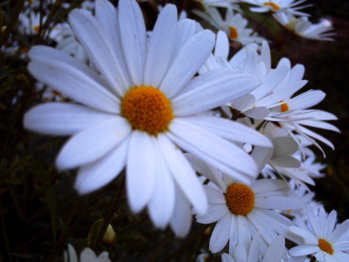 Alfredo Bulhões Gago da Câmara Músico e Compositor: Malmequeres do meu ...