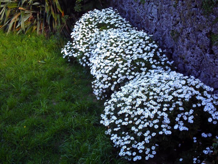 Alfredo Bulhões Gago da Câmara Músico e Compositor