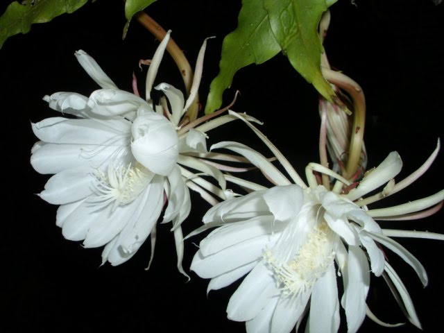 FLORA DA SERRA - Raízes da Mantiqueira: A NOVA APARIÇÃO DA FLOR-DA-LUA