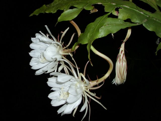 FLORA DA SERRA - Raízes da Mantiqueira: A NOVA APARIÇÃO DA FLOR-DA-LUA
