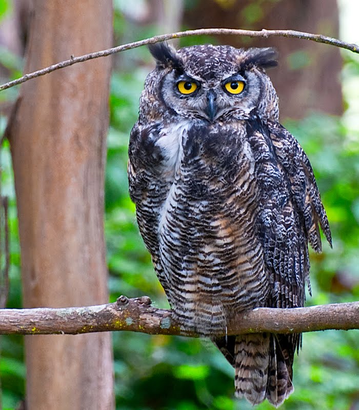 Stuart Nafey Photography: The Owls of Canada Cove