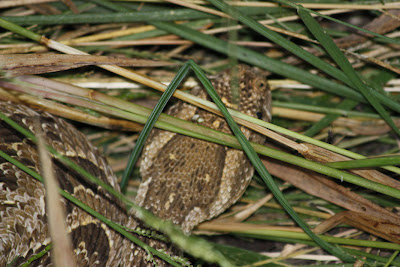 Die Boedie Blog: Pofadder