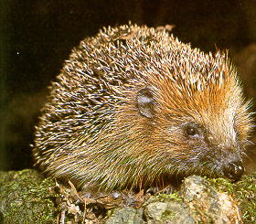 Sün őrs: Európai SÜN (Erinaceus europaeus)