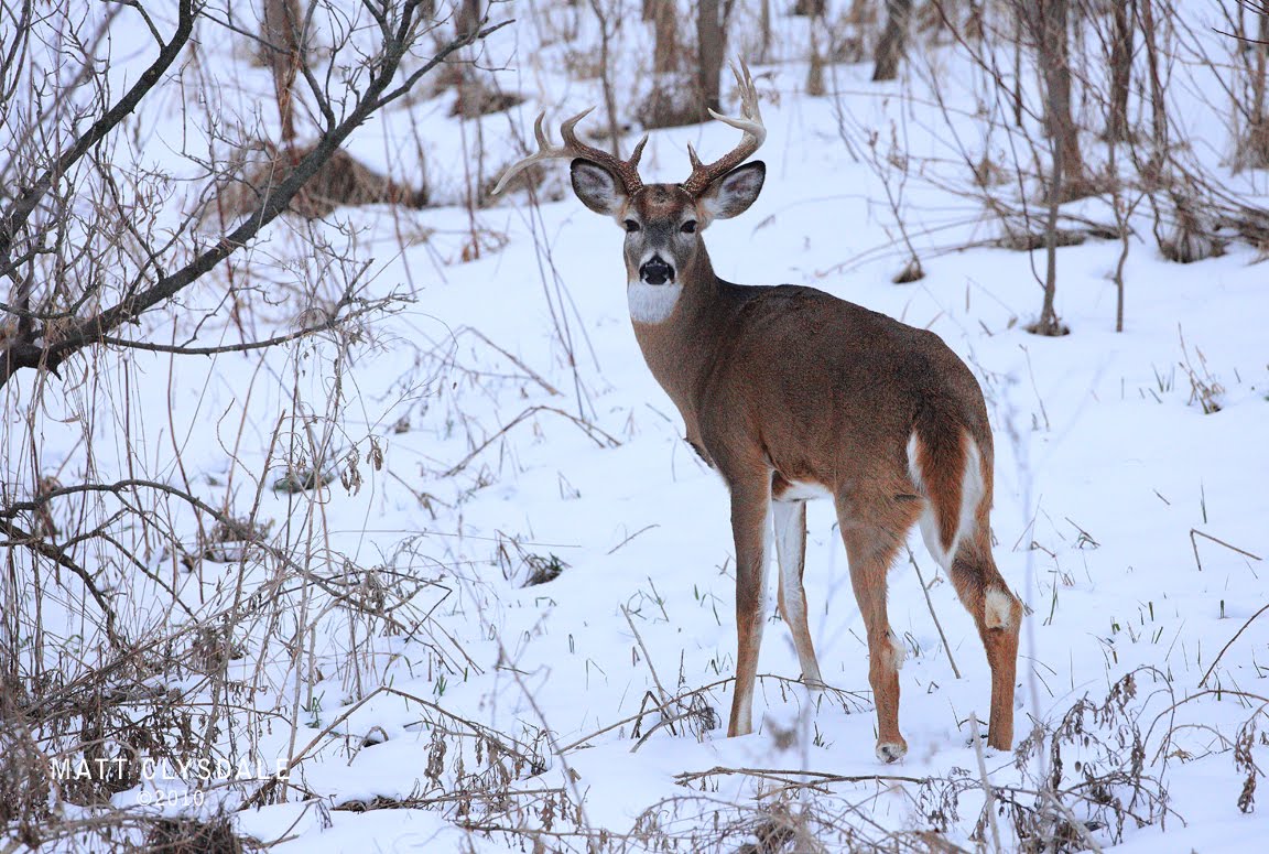 Wild Buck [1993 Video] - developershotels