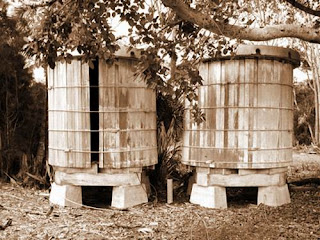 Green and Chewy: Vintage Ways To Collect Water