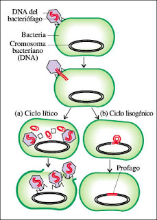 Biologia celular: Recombinación bacteriana