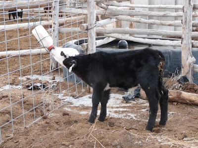 Desert Survivor: Feeding the Bummer Calves-Training
