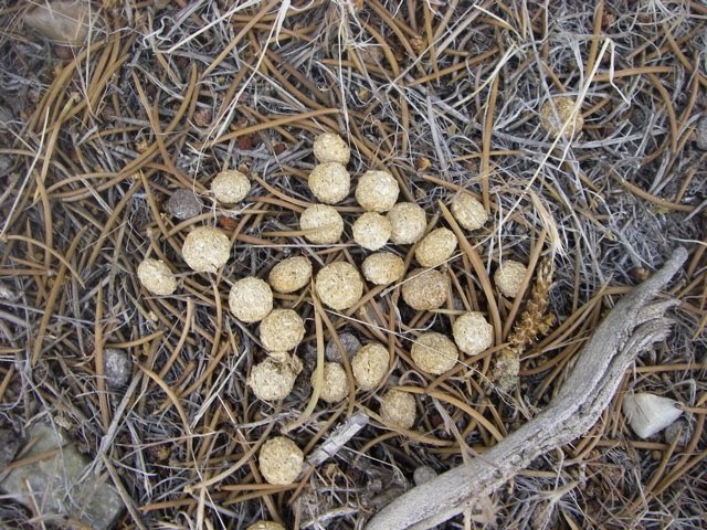 Deer Poop Vs Rabbit Poop