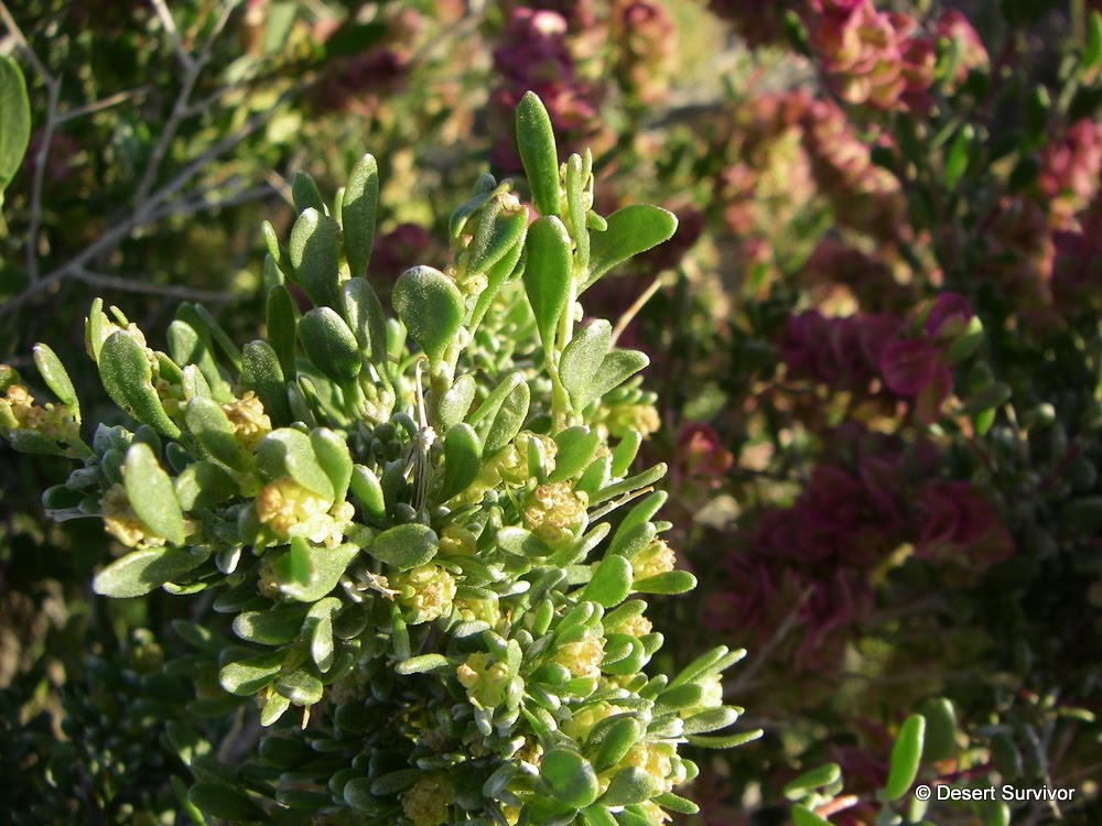 A Plant a Day: Spiny Hopsage-Grayia spinosa