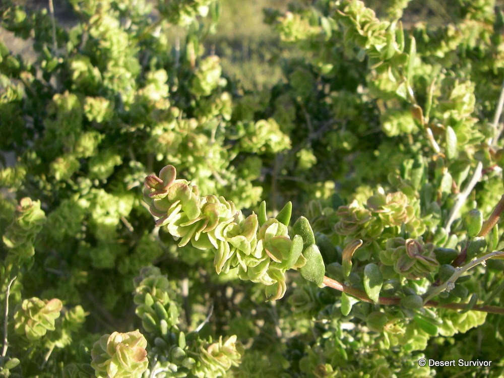 A Plant a Day: Spiny Hopsage-Grayia spinosa