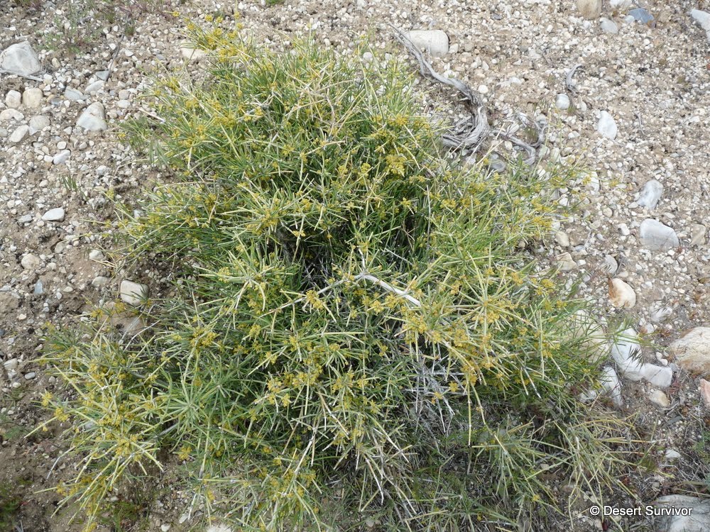 A Plant a Day: Ephedra viridis-Mormon tea