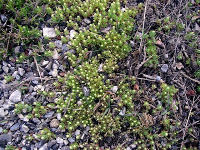 A Plant a Day: Bur Buttercup-Ceratocephala testiculata