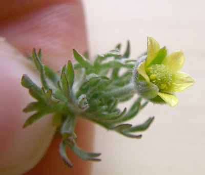 A Plant a Day: Bur Buttercup-Ceratocephala testiculata