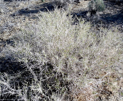 A Plant a Day: Greasewood--Sarcobatus vermiculatus
