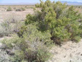 A Plant a Day: Greasewood--Sarcobatus vermiculatus