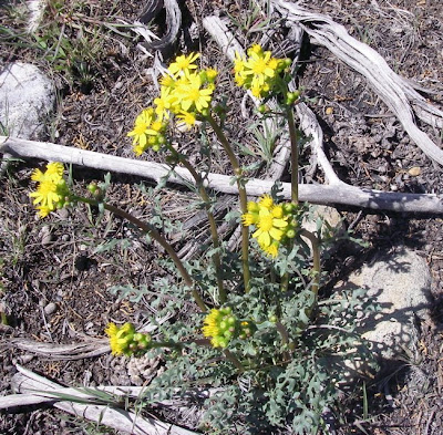 A Plant a Day: Lobeleaf Groundsel-Packera multilobata
