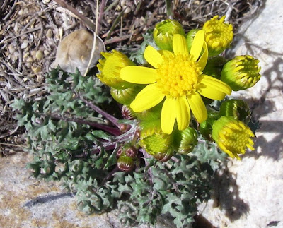 A Plant a Day: Lobeleaf Groundsel-Packera multilobata