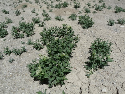 A Plant a Day: Broadleaved Pepperweed-Lepidium latifolium