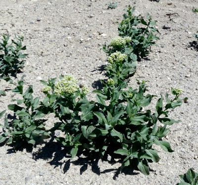 A Plant a Day: Broadleaved Pepperweed-Lepidium latifolium
