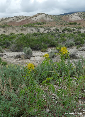 A Plant a Day: Yellow Spiderflower-Cleome lutea